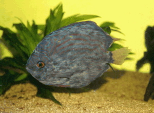 Discusvis Discuspest